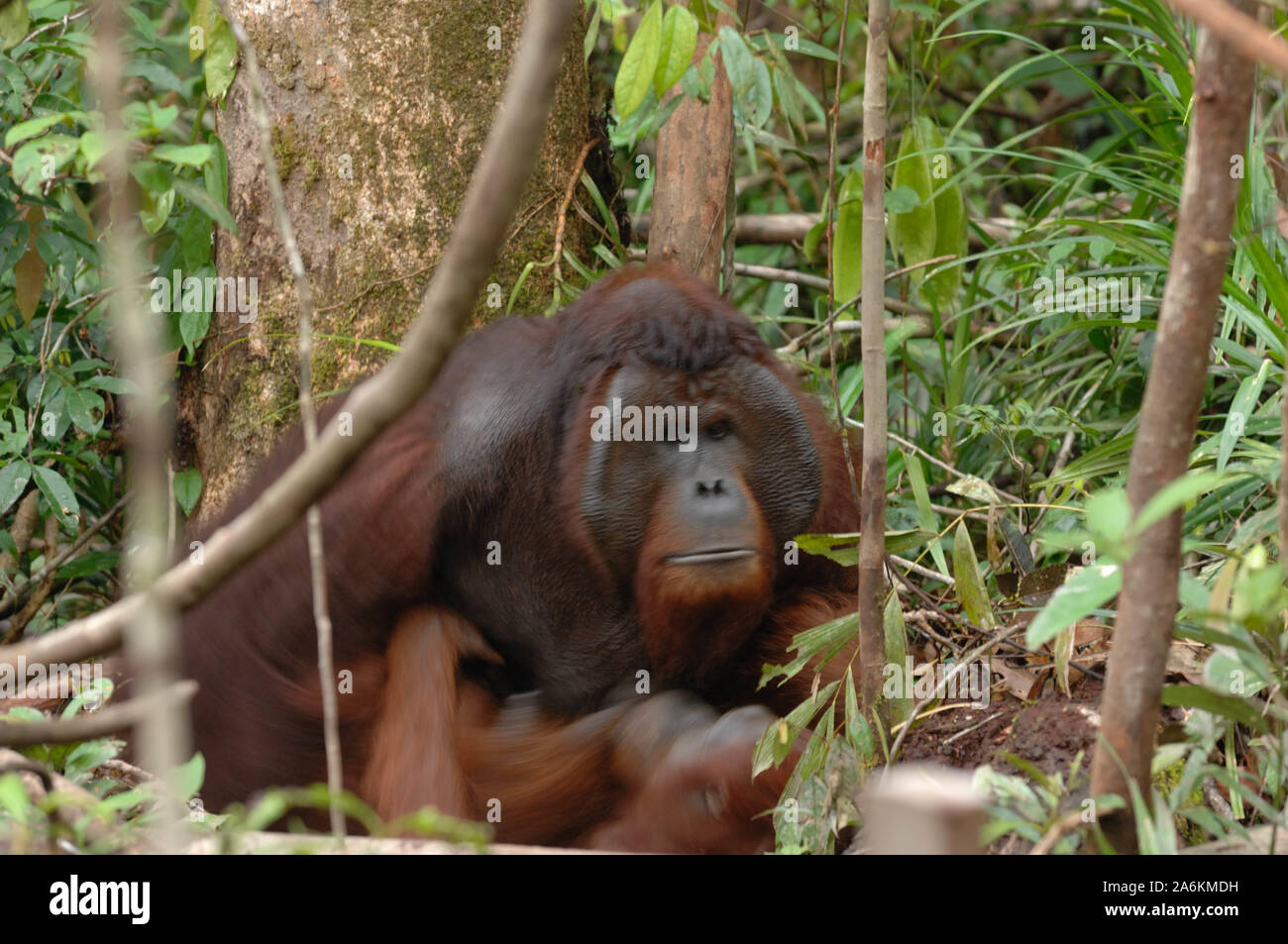 Orangutan (RH), Pongo pygmaeus, Tanjung Puting National Park ...