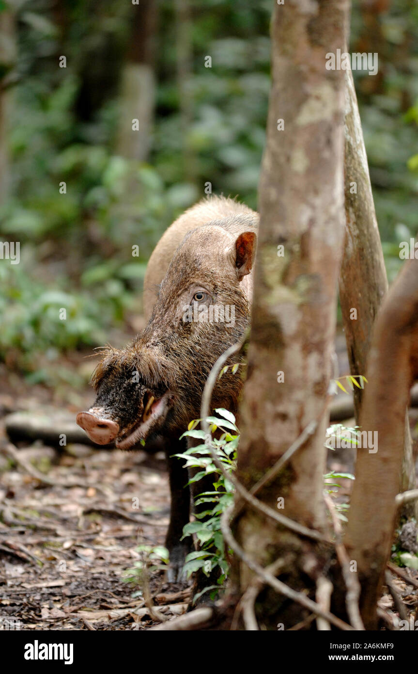 Bearded Pig, Sus barbatus, Tanjung Puting National Park, Indonesia ...