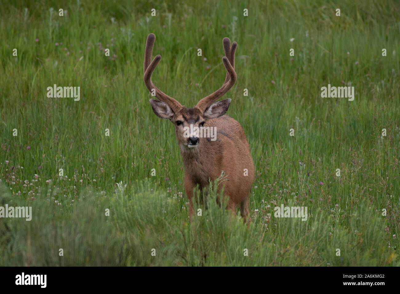 A Pretty Mule Deer Buck in a Meadow in Spring with Velvet Antlers Stock ...