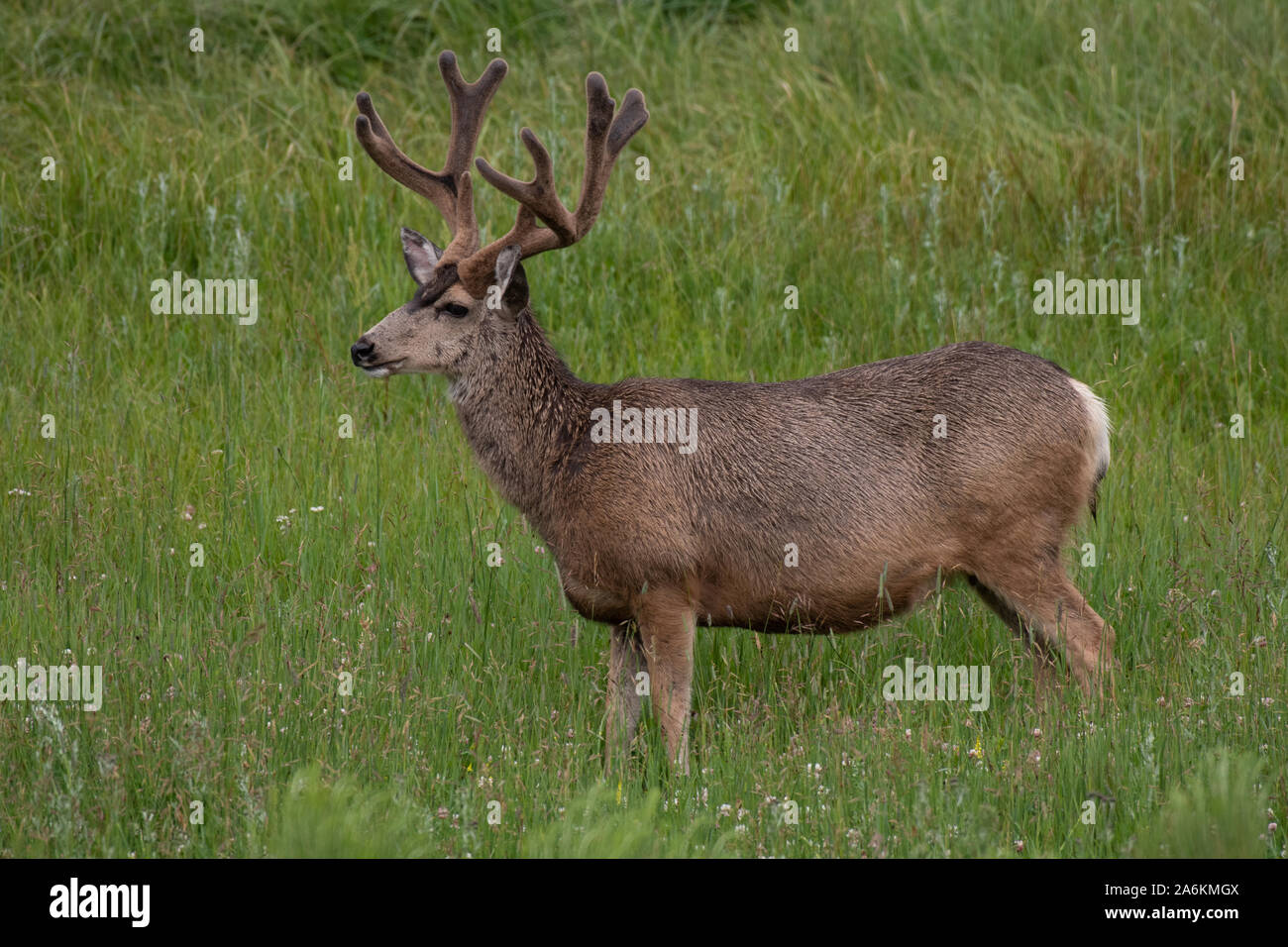 Mule deer trophy hi-res stock photography and images - Alamy