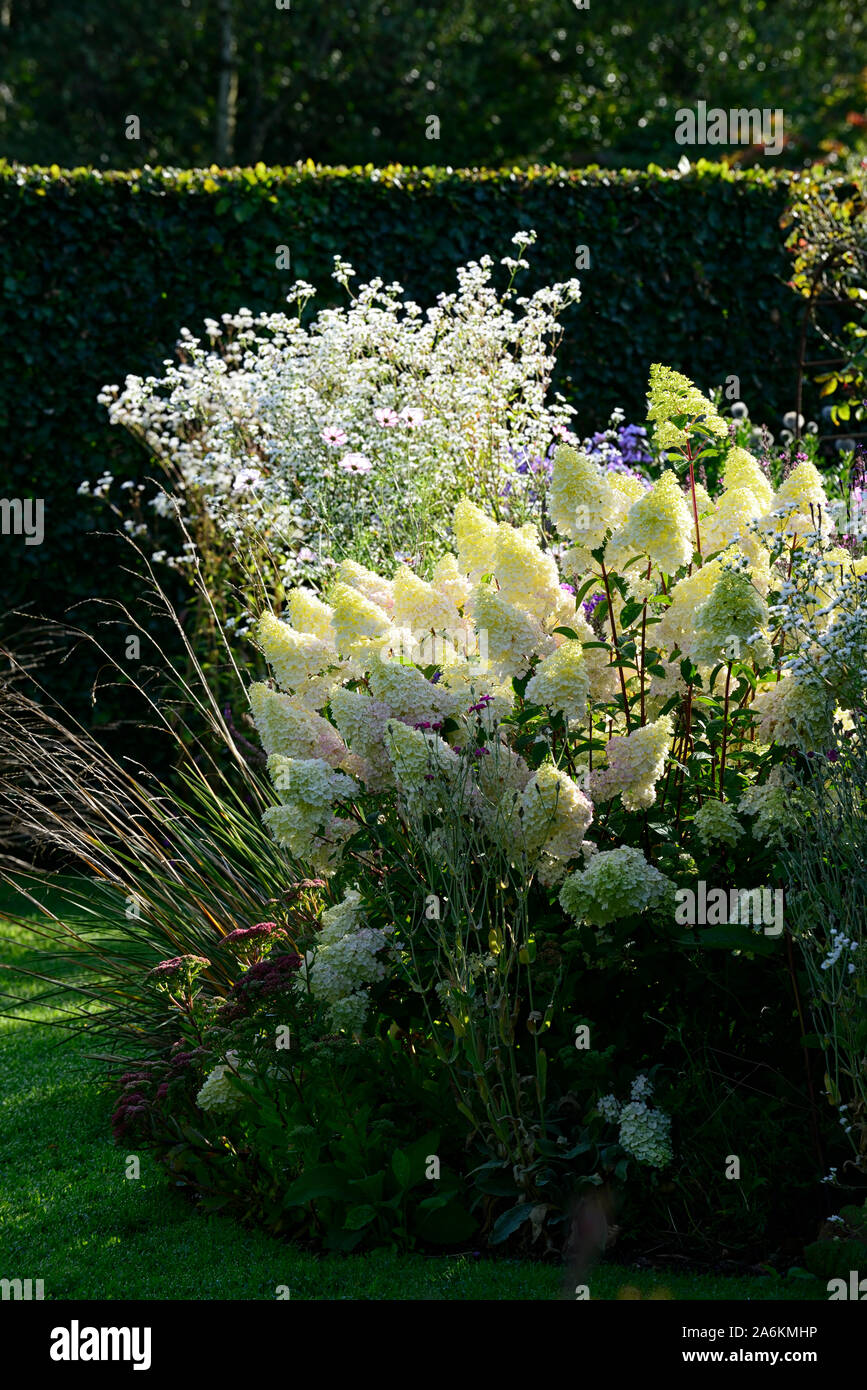 Hydrangea paniculata Vanille Fraise,pink,panicle,flower,flowers ...