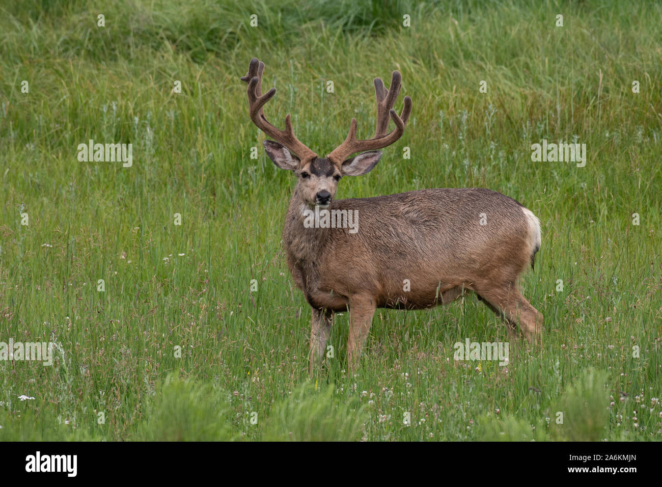 A Pretty Mule Deer Buck in a Meadow in Spring with Velvet Antlers Stock ...
