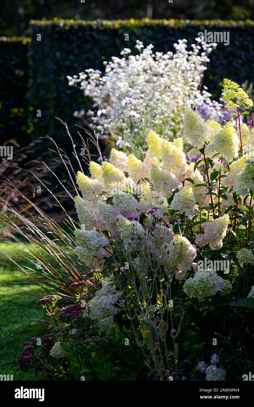 Hydrangea paniculata Vanille Fraise,pink,panicle,flower,flowers ...