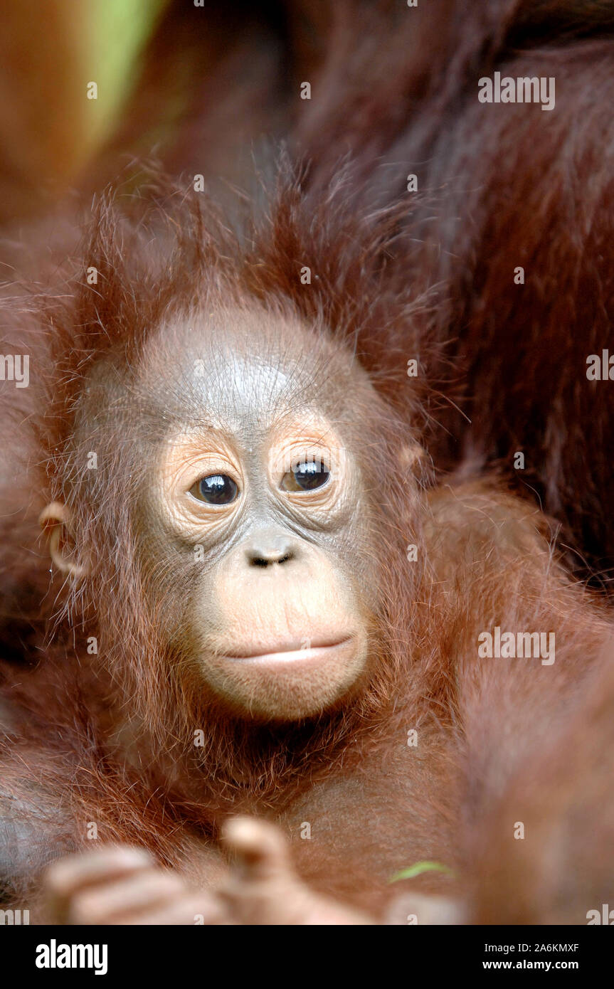 Orangutan (RH), Pongo pygmaeus, Tanjung Puting National Park ...