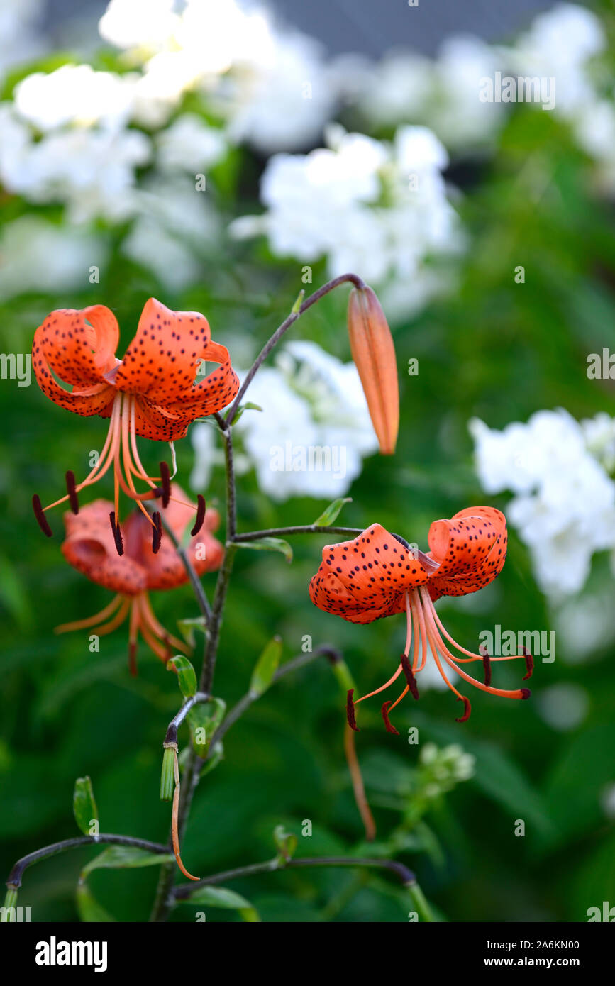lilium lancifolium tigrinum splendens,orange,speckled markings, closeup, flowers, plant ...