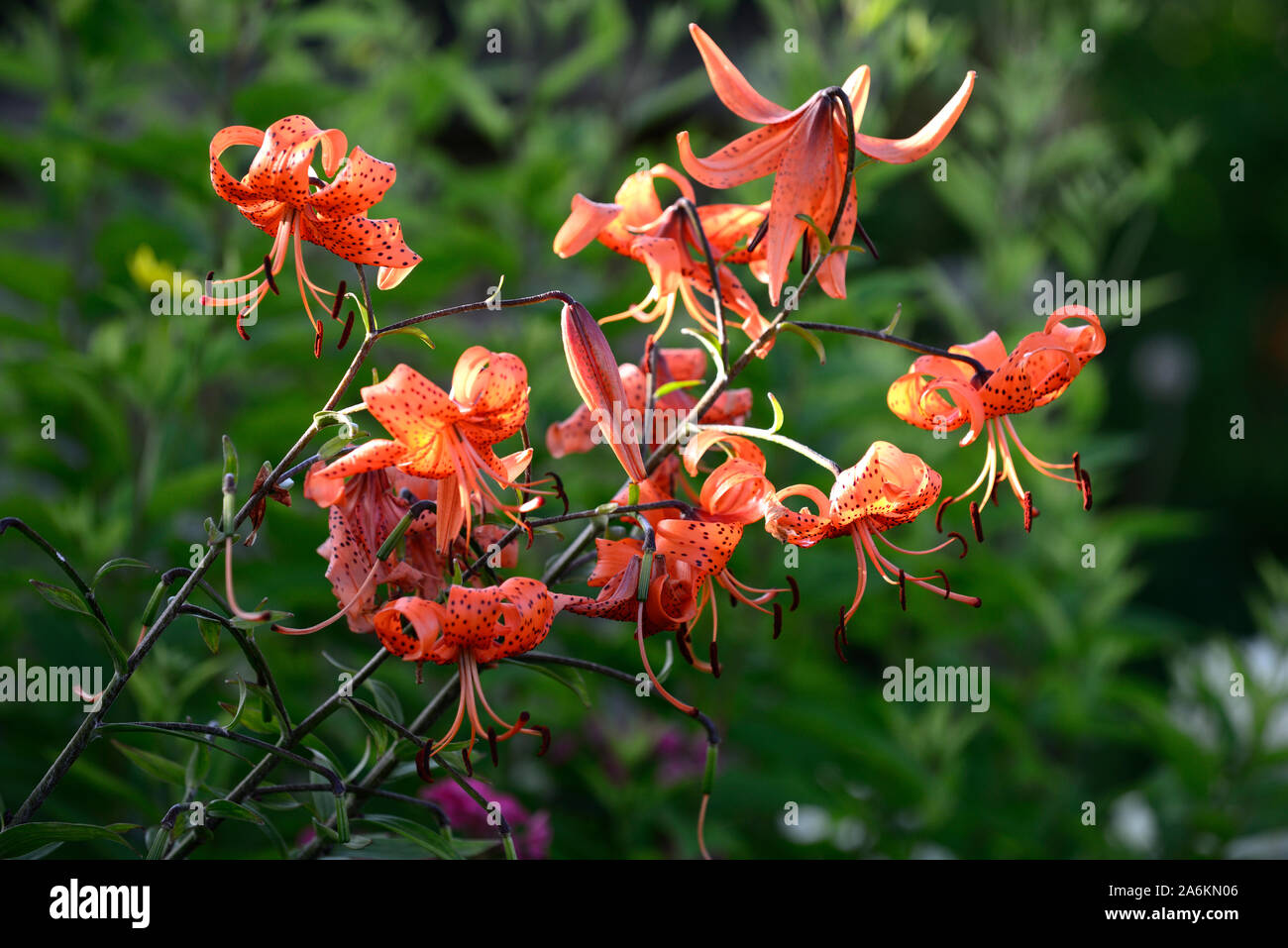 lilium lancifolium tigrinum splendens,orange,speckled markings, closeup ...