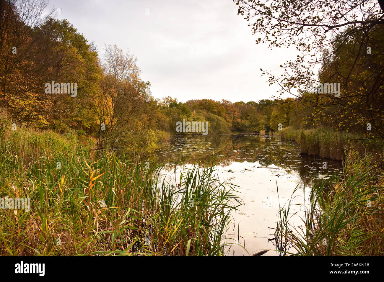 Lake and Trees in Epping Forest, London, England Stock Photo - Alamy