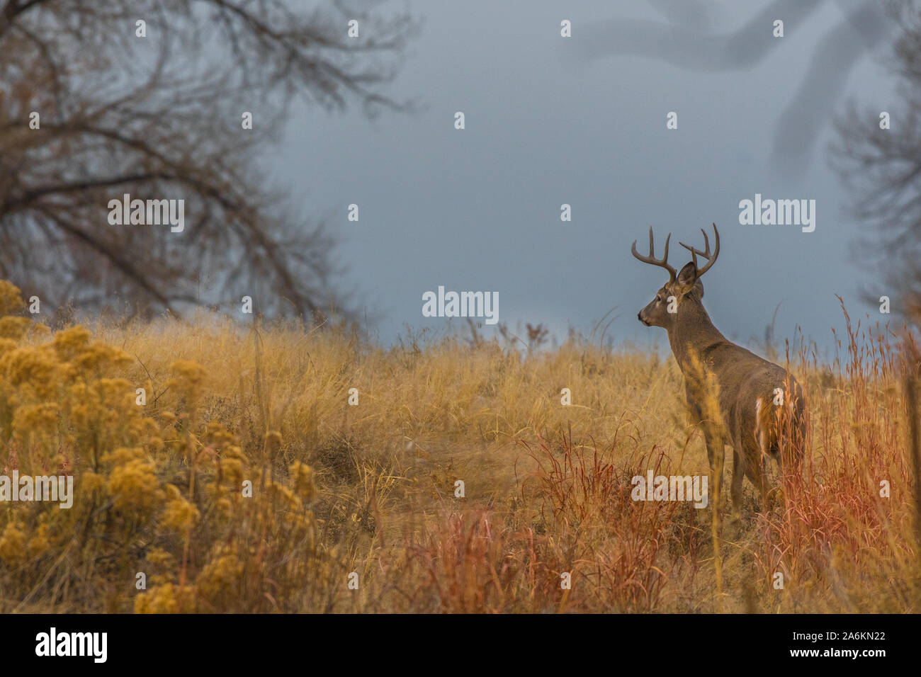 Deer hunting and america hi-res stock photography and images - Alamy