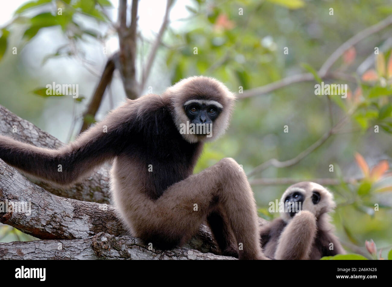 Agile Gibbon, Hylobates agilis, Tanjung Puting National Park, Indonesia ...