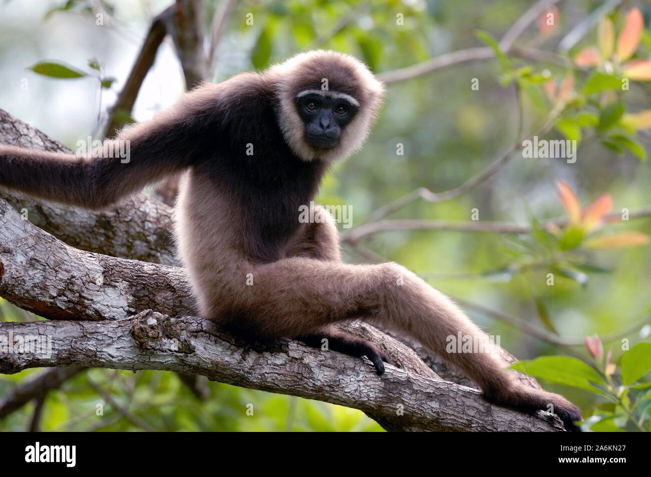 Agile Gibbon, Hylobates agilis, Tanjung Puting National Park, Indonesia ...