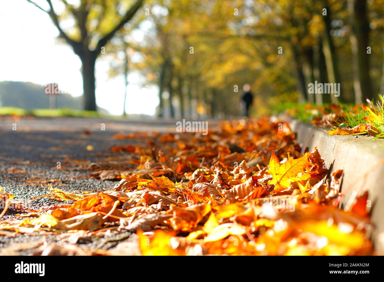 Side leaves hi-res stock photography and images - Alamy