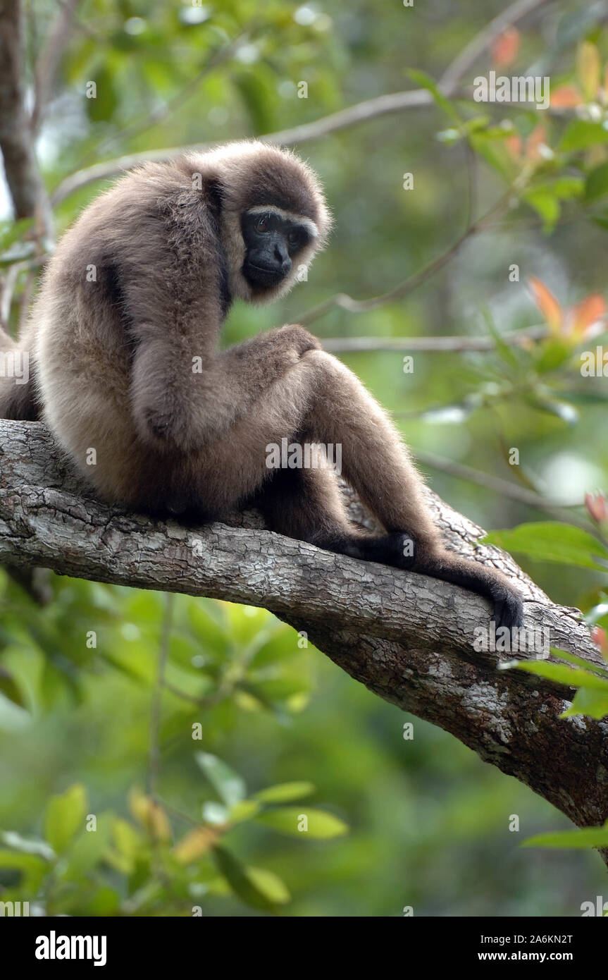 Agile Gibbon, Hylobates agilis, Tanjung Puting National Park, Indonesia ...