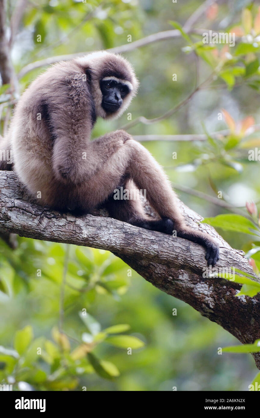 Agile Gibbon, Hylobates agilis, Tanjung Puting National Park, Indonesia ...