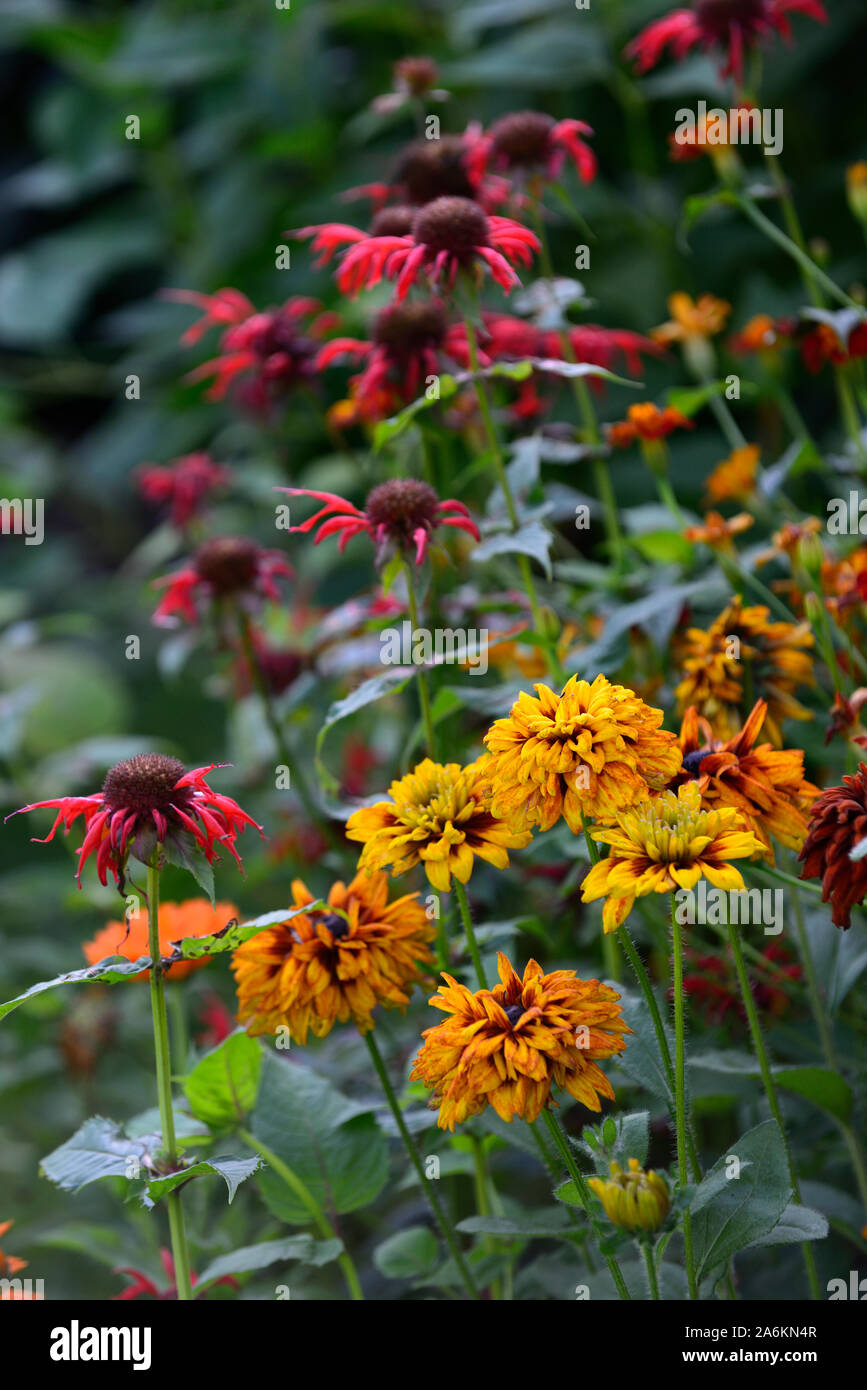 Rudbeckia hirta Cherokee Sunset,Monarda Gardenview Scarlet,mix,mixed ...