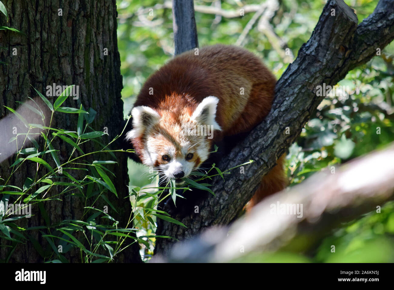 Red Panda Plant on Tree Portrait Stock Photo - Alamy