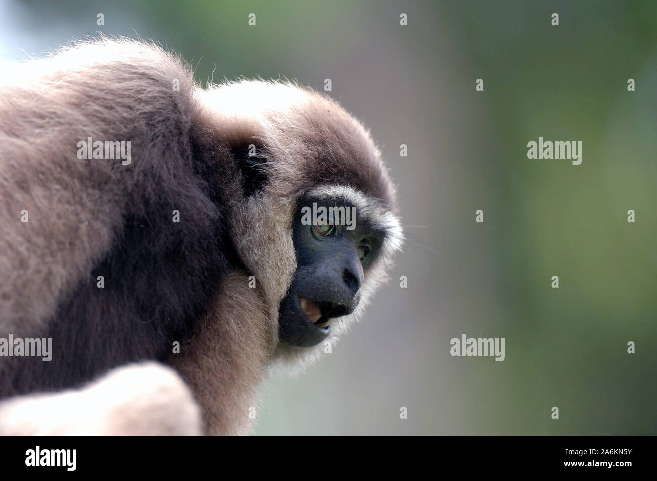 Agile gibbon hylobates agilis hi-res stock photography and images - Alamy