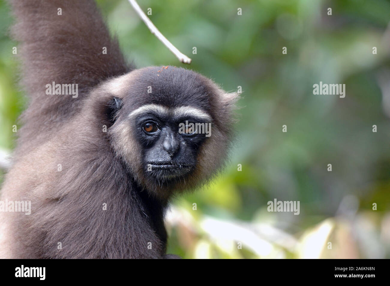 Agile Gibbon, Hylobates agilis, Tanjung Puting National Park, Indonesia ...