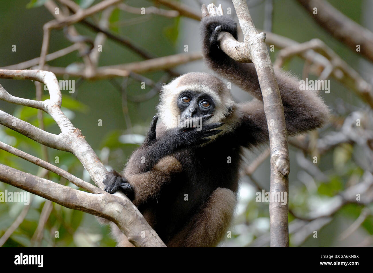 Agile Gibbon, Hylobates agilis, Tanjung Puting National Park, Indonesia ...