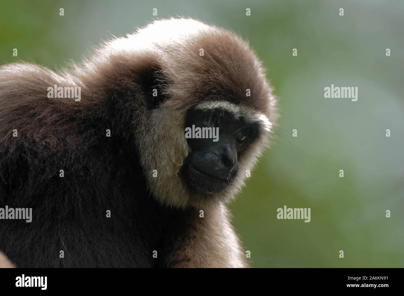 Agile Gibbon, Hylobates agilis, Tanjung Puting National Park, Indonesia ...