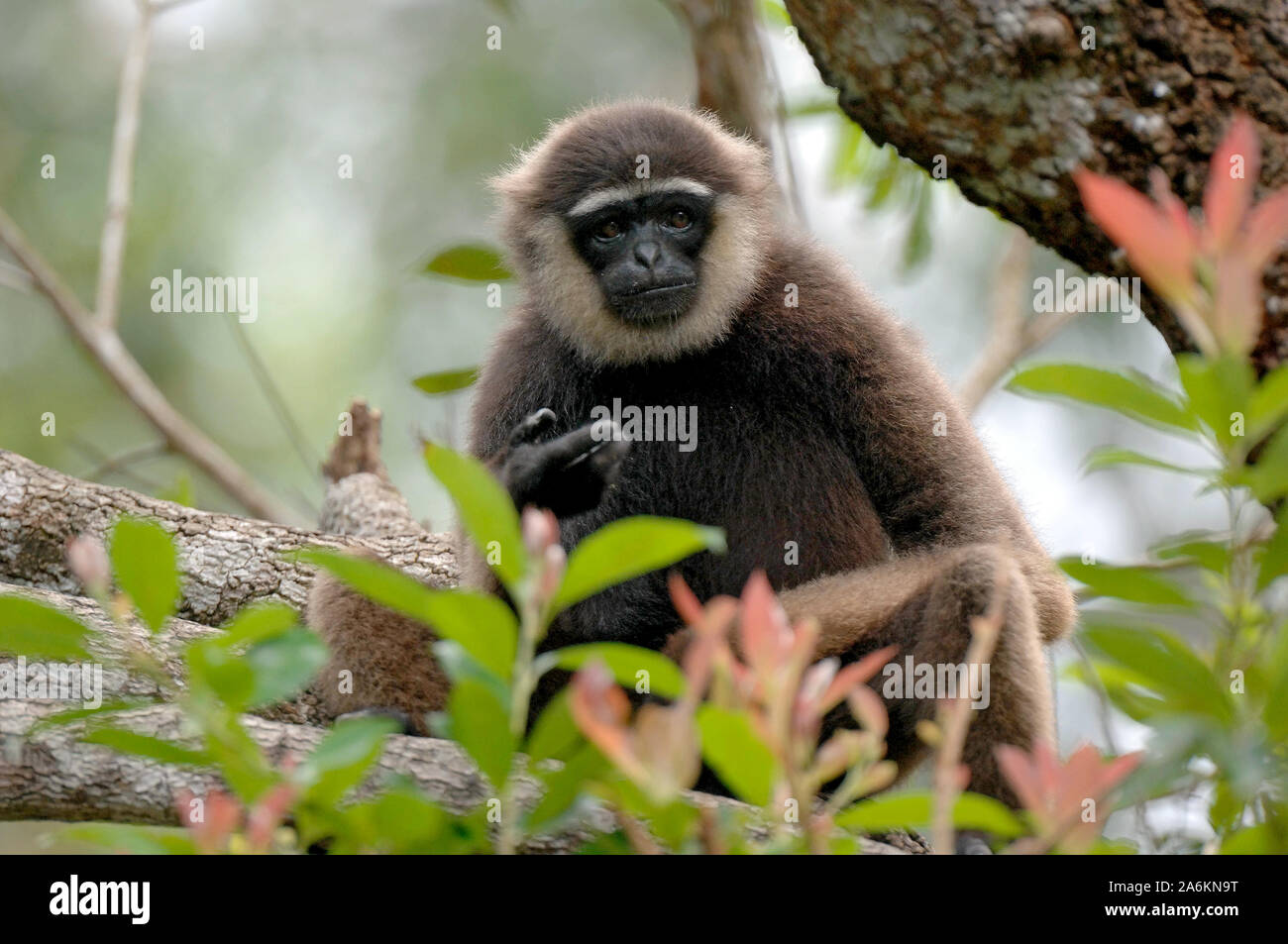 Agile Gibbon, Hylobates agilis, Tanjung Puting National Park, Indonesia ...