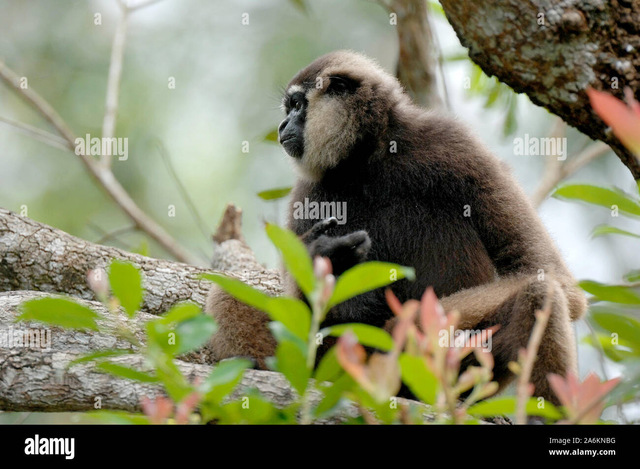 Agile Gibbon, Hylobates agilis, Tanjung Puting National Park, Indonesia ...