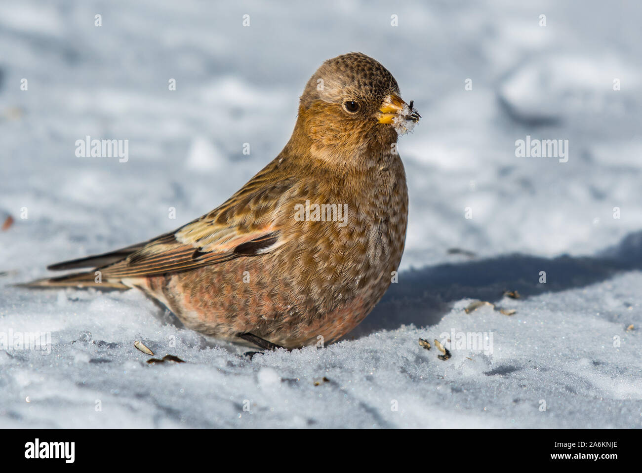 Rosy finch hi-res stock photography and images - Alamy