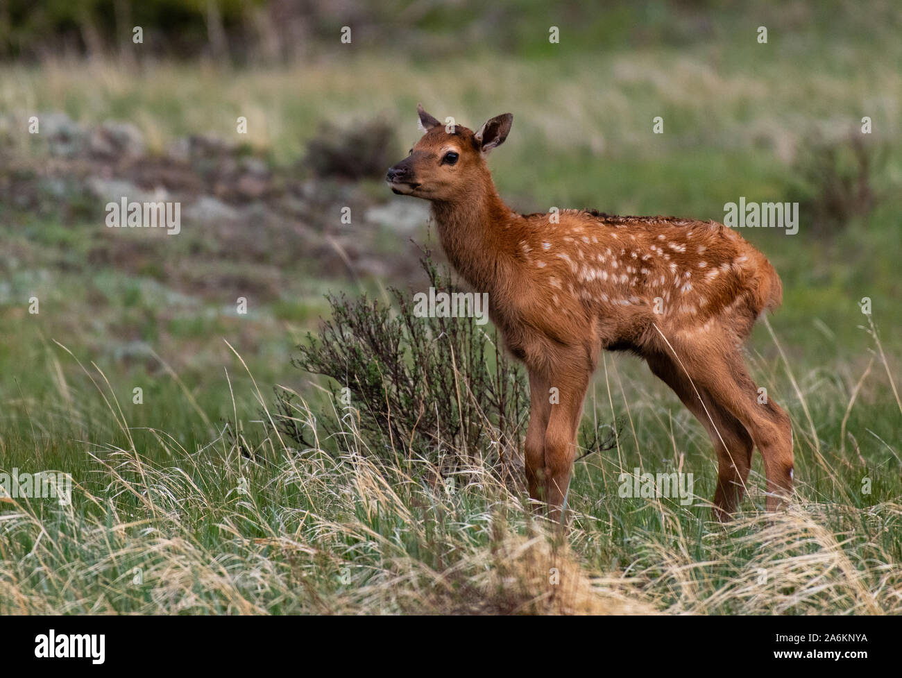 Cute baby elk hi-res stock photography and images - Alamy