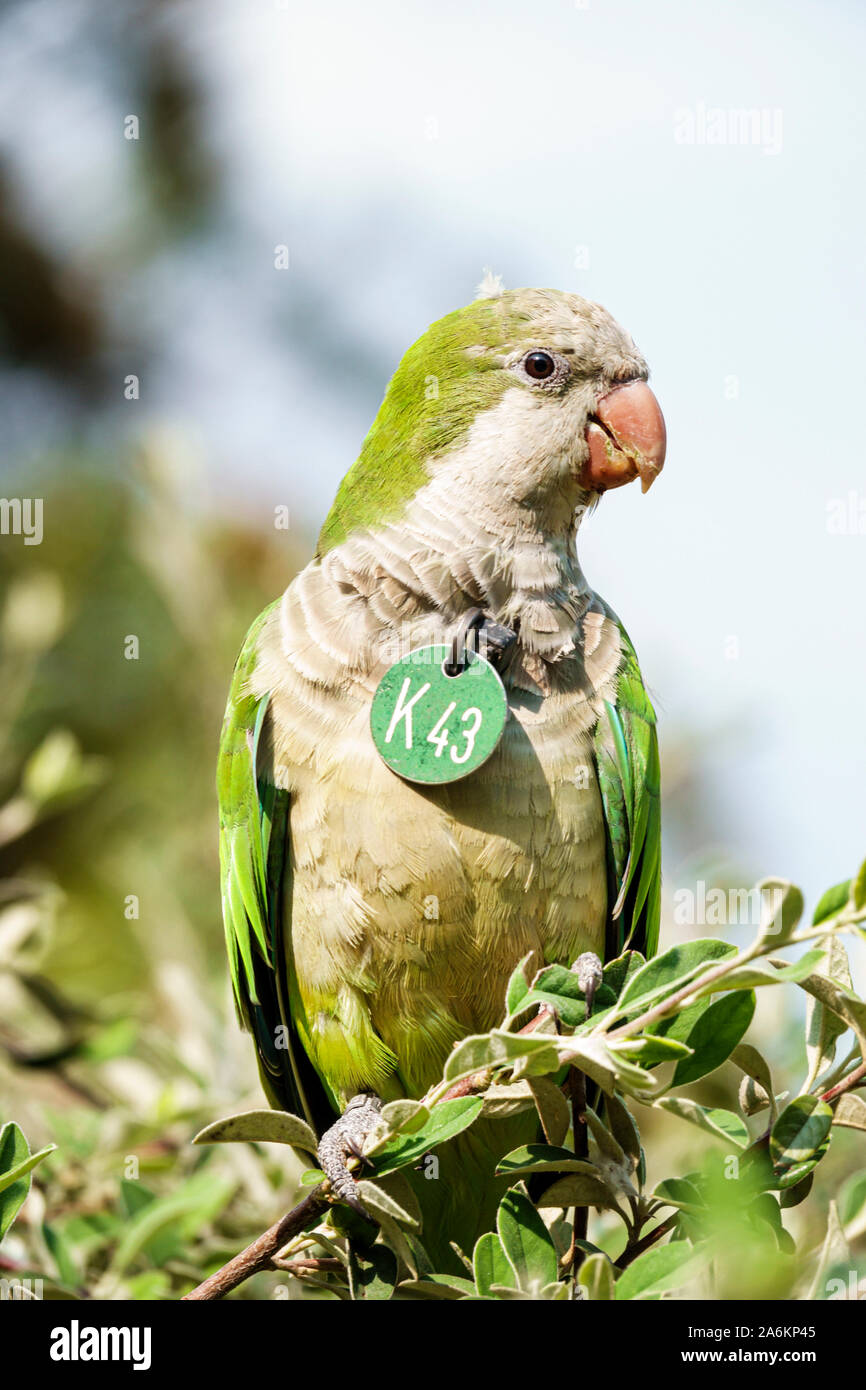 Quaker parrot hi-res stock photography and images - Alamy