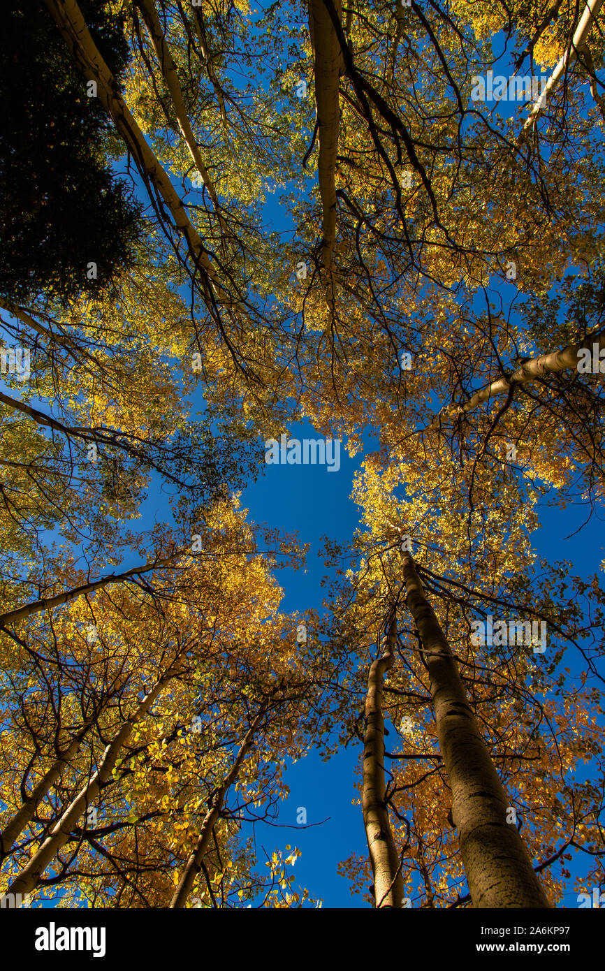 Aspen Treetop View in Autumn from Below Stock Photo - Alamy