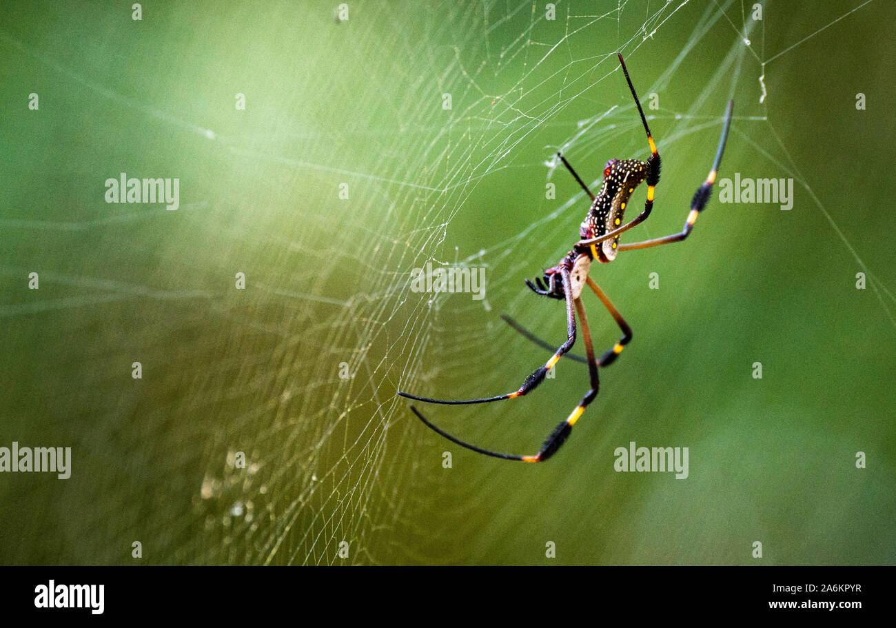 Golden silk orb weaver spider hi-res stock photography and images - Alamy