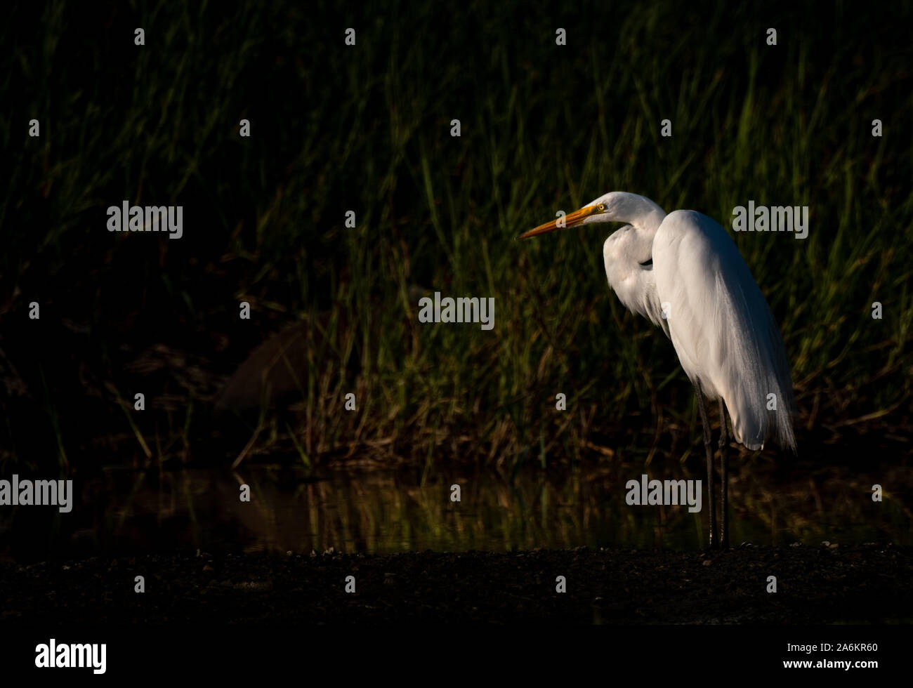 Great white egret motionless hi-res stock photography and images - Alamy