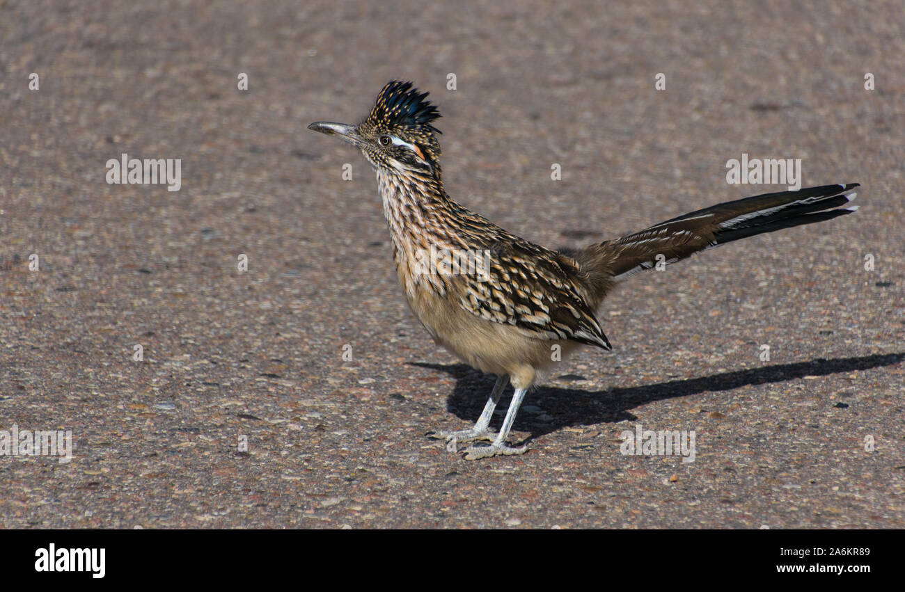 Cartoon feet running hi-res stock photography and images - Alamy