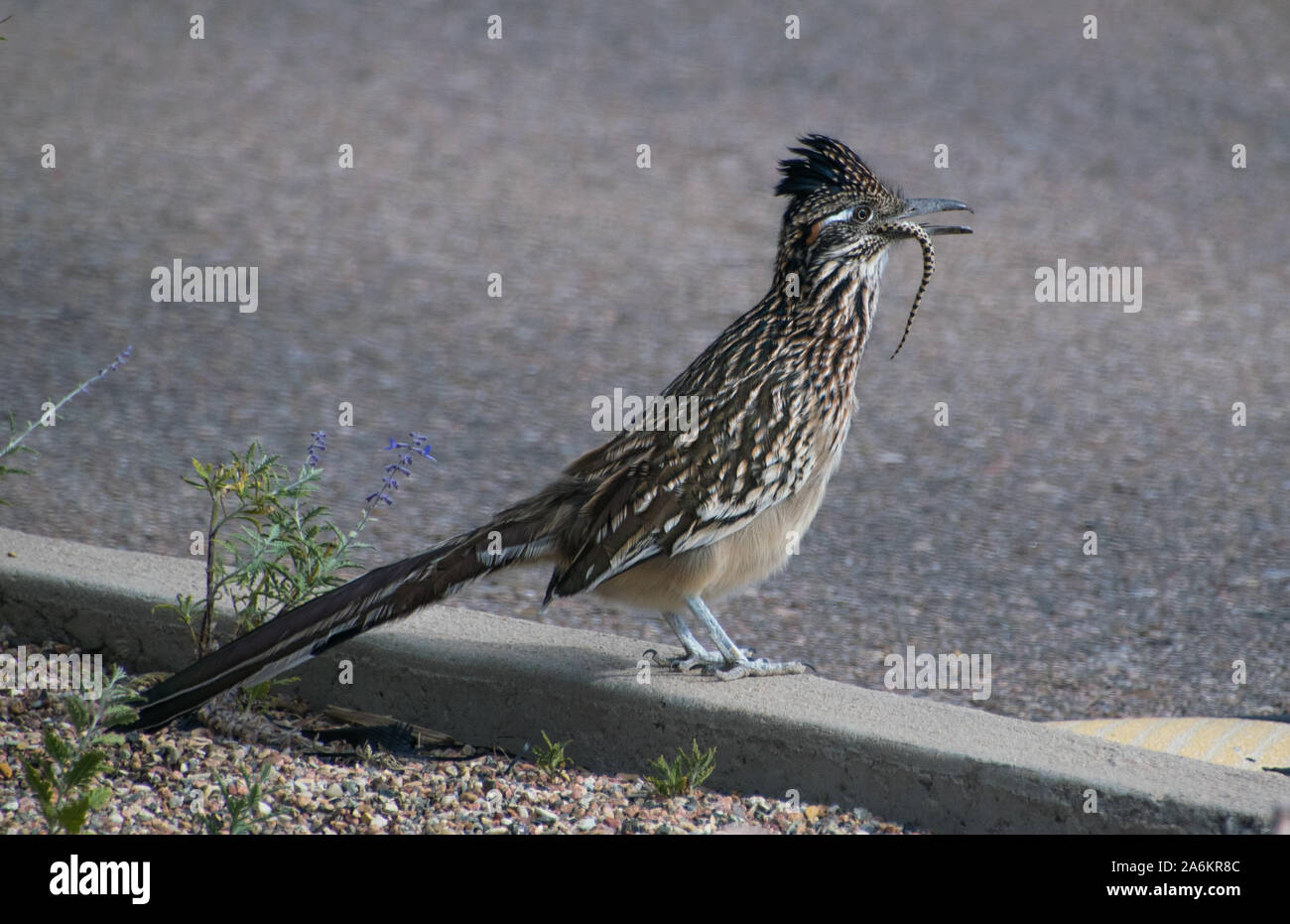 A Greater Roadrunner Eating a Snake Stock Photo - Alamy