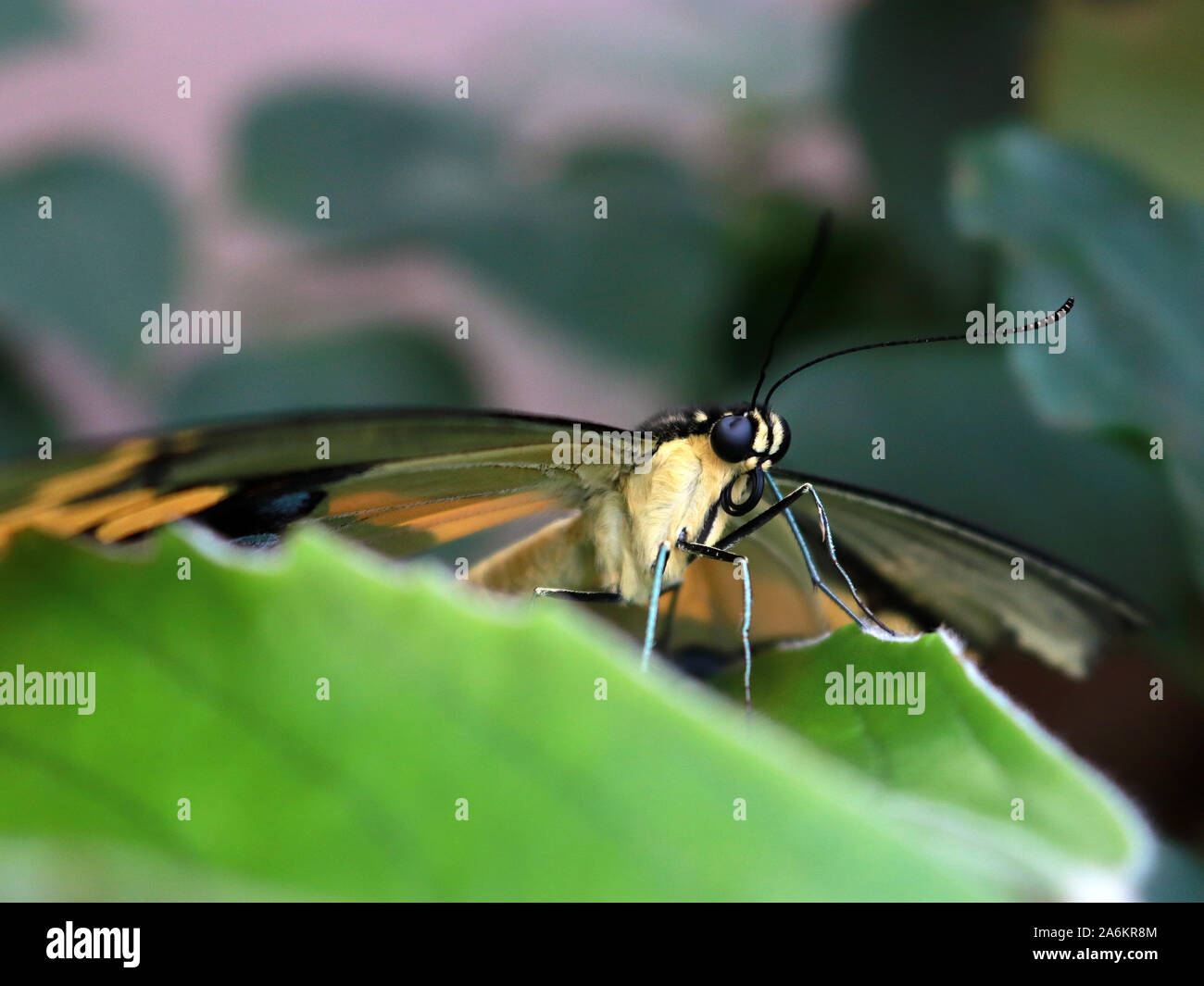 Butterfly legs close up hi-res stock photography and images - Alamy