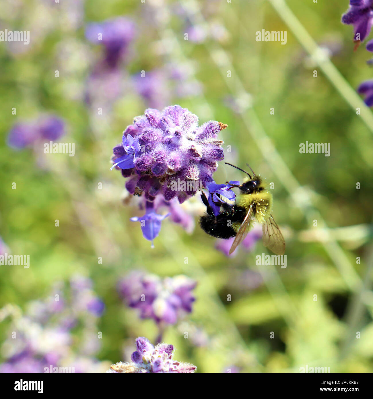 Pollination bee flower hi-res stock photography and images - Alamy