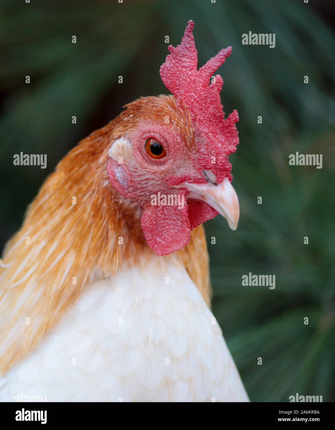 Domesticated chicken hi-res stock photography and images - Alamy