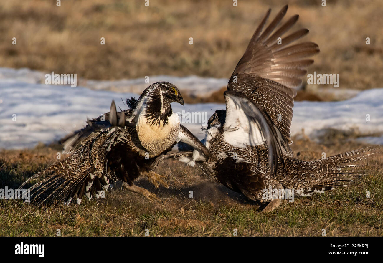 Greater-sage Grouse Fighting/Competing on a Lek in Colorado Stock Photo ...