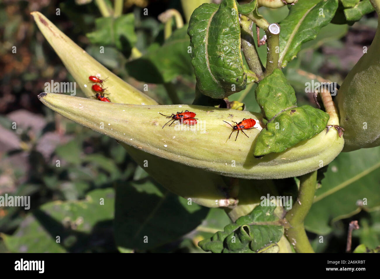 Beneficial bugs hi-res stock photography and images - Alamy