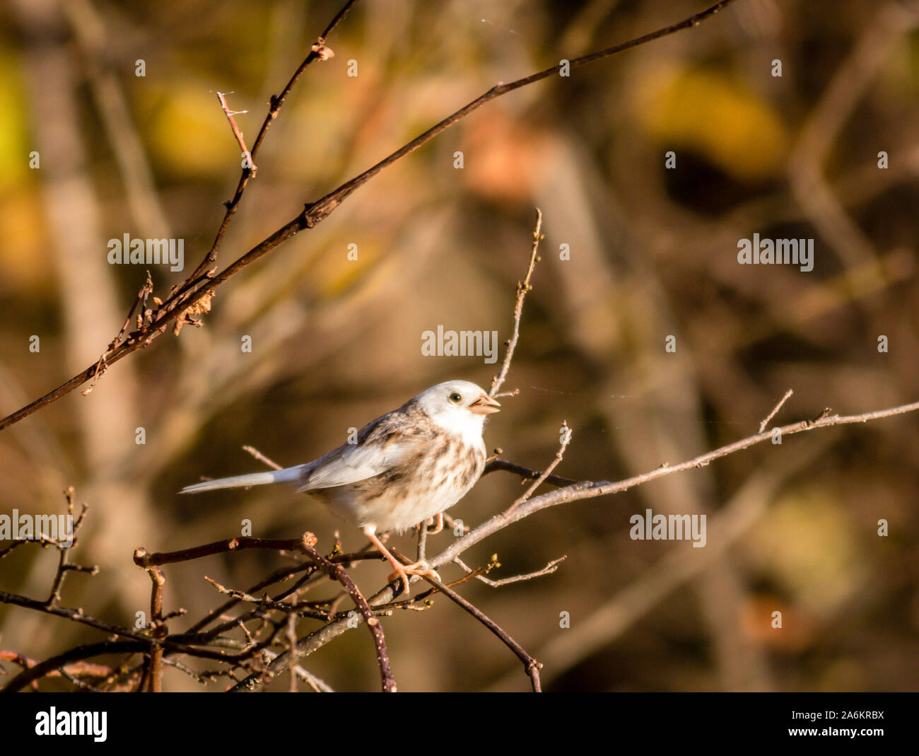 Golden song sparrow hi-res stock photography and images - Alamy