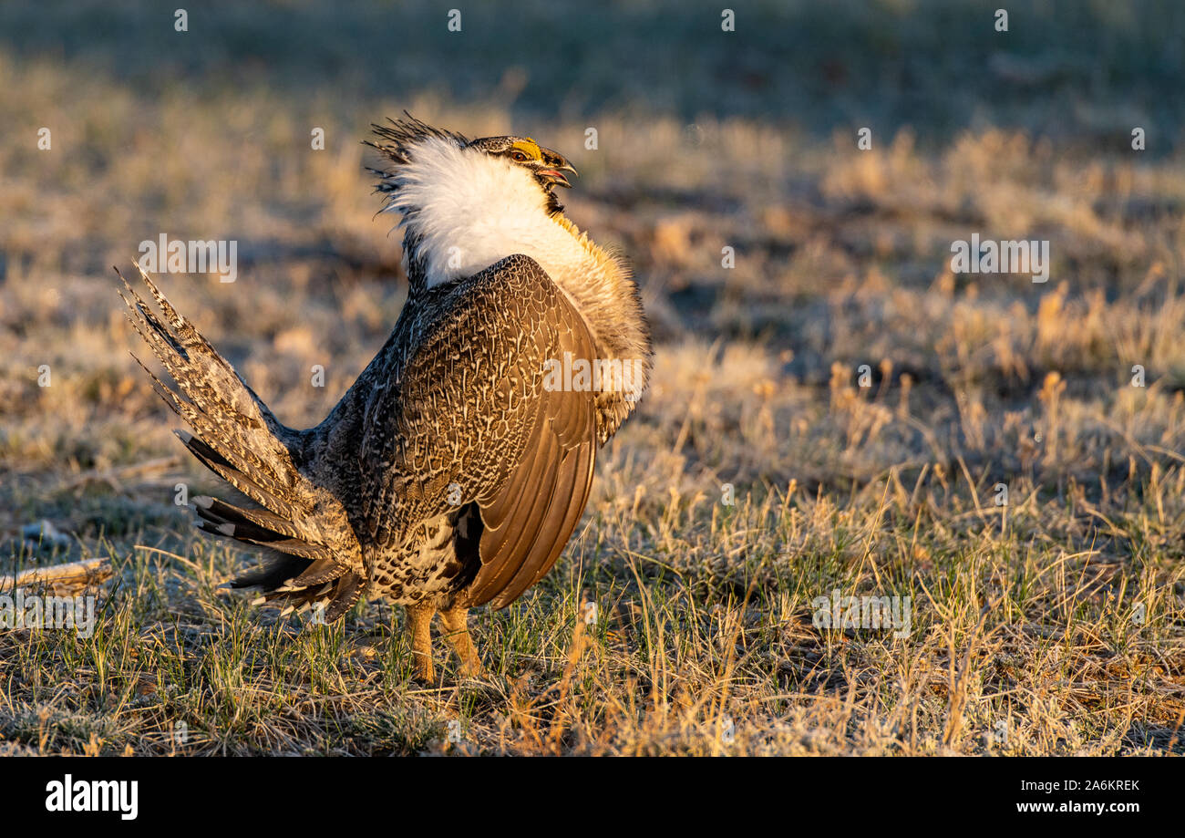 Sage grouse breeding behavior hi-res stock photography and images - Alamy