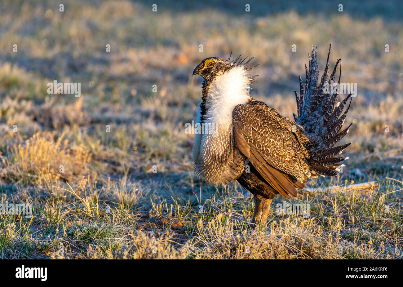 Sage grouse mating ritual hi-res stock photography and images - Alamy