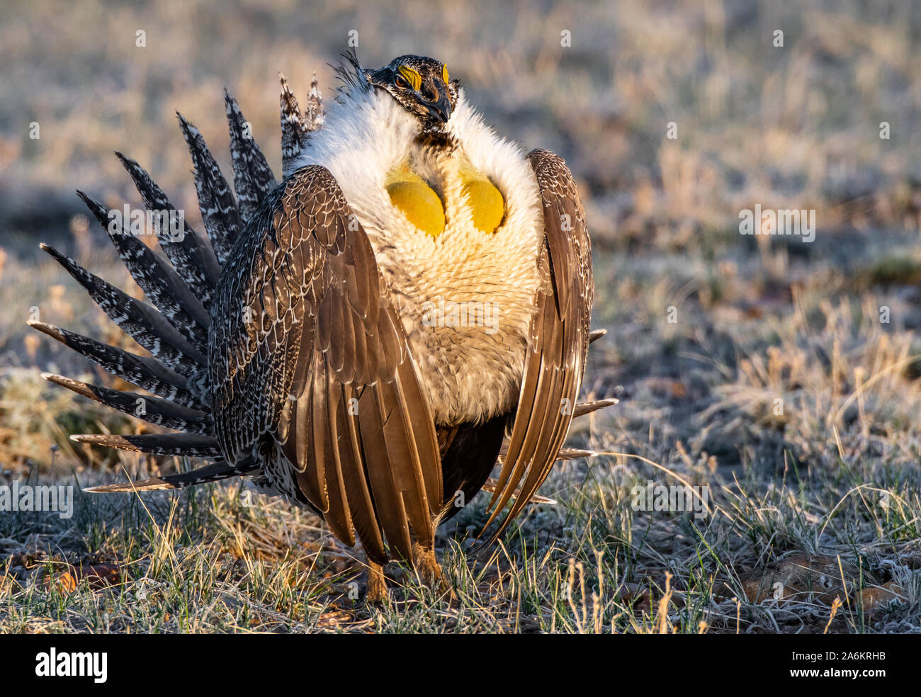 Sage Grouse Breeding Behavior High Resolution Stock Photography and ...