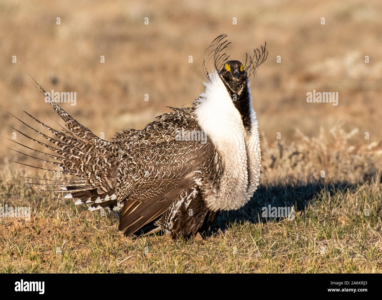 Sage grouse mating ritual hi-res stock photography and images - Alamy