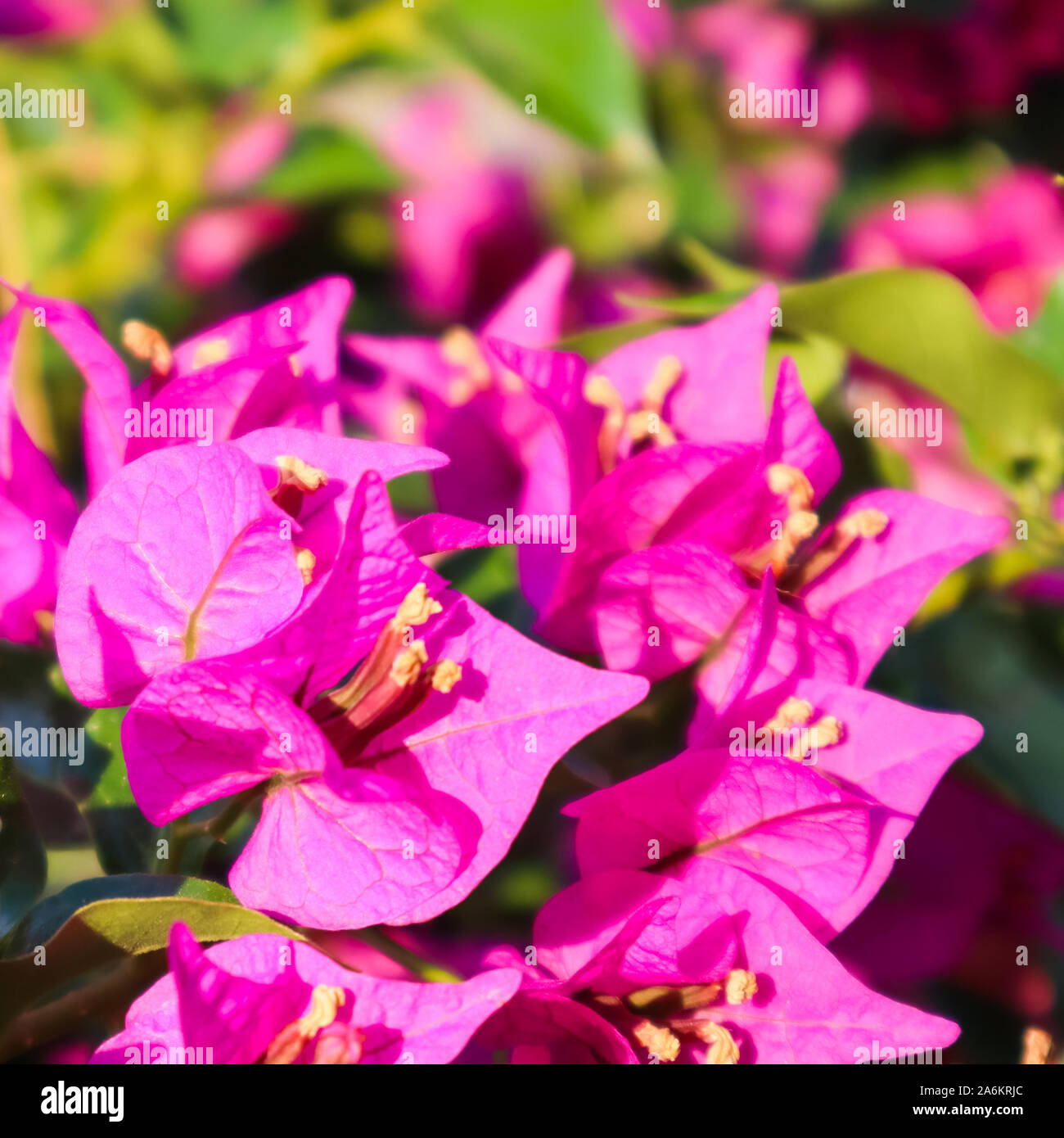 Begonville hi-res stock photography and images - Alamy