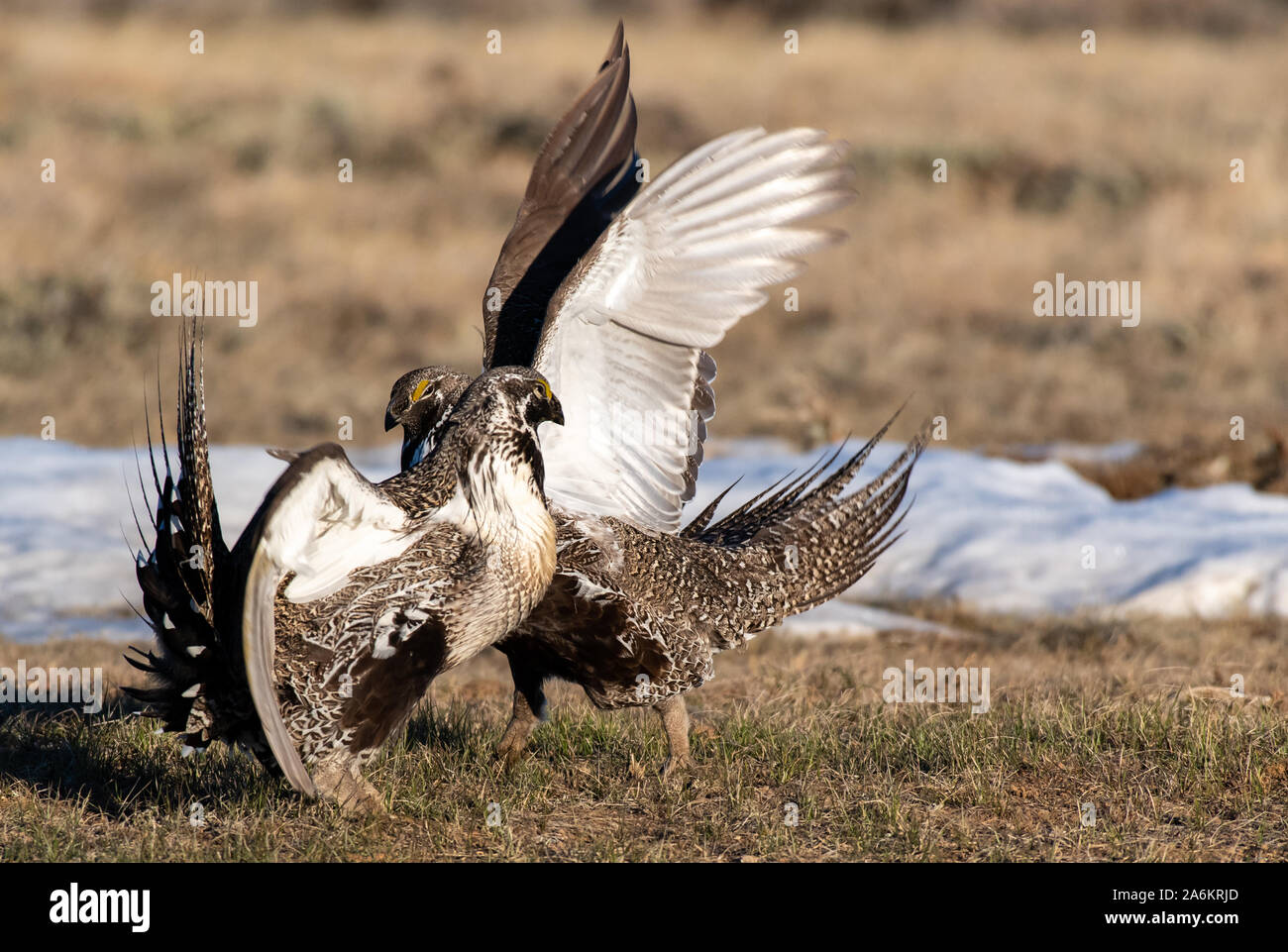Sage grouse breeding behavior hi-res stock photography and images - Alamy