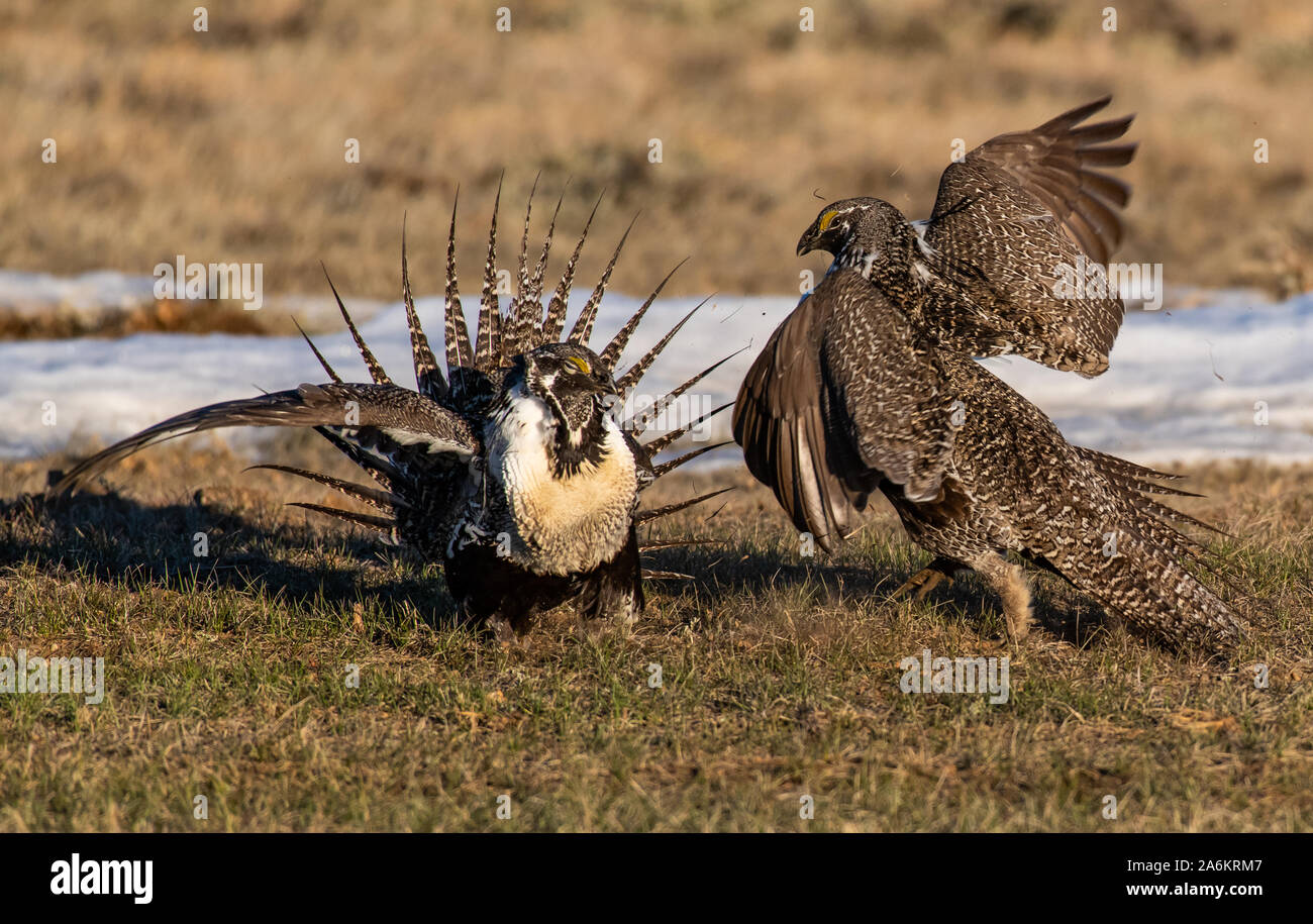Greater Sage Grouse High Resolution Stock Photography and Images - Alamy