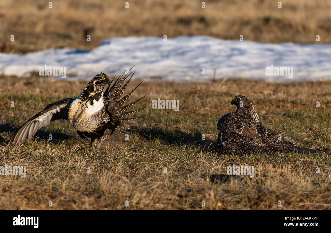 Greater sage grouse hi-res stock photography and images - Alamy