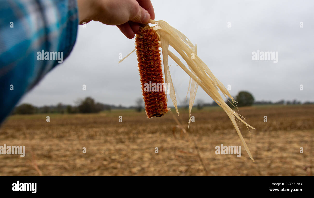 A farmer holds corn cob over his cornfield Stock Photo - Alamy