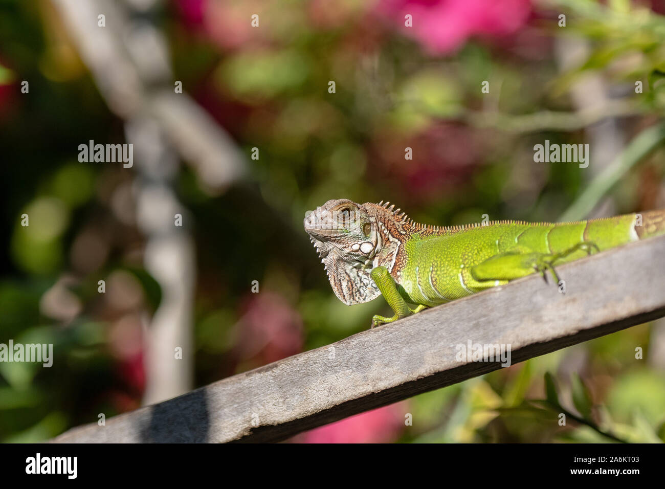 Lizard parietal eye hi-res stock photography and images - Alamy