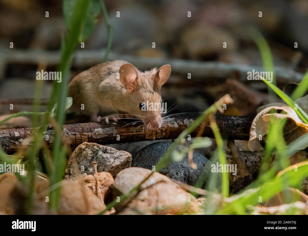 A Common House Mouse Foraging for Food Stock Photo - Alamy